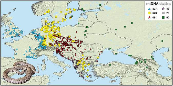 Rosa Rubicondior: Snake Evolution in Progress