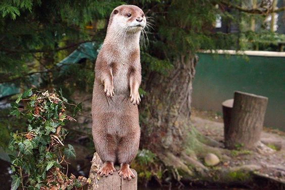 Vidra / Otter /-pripada porodici kuna- jedna je od najljupkijih ...