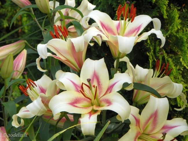 sodelis.lt: Lelijos. Kvepianti antroji vasaros pusė.