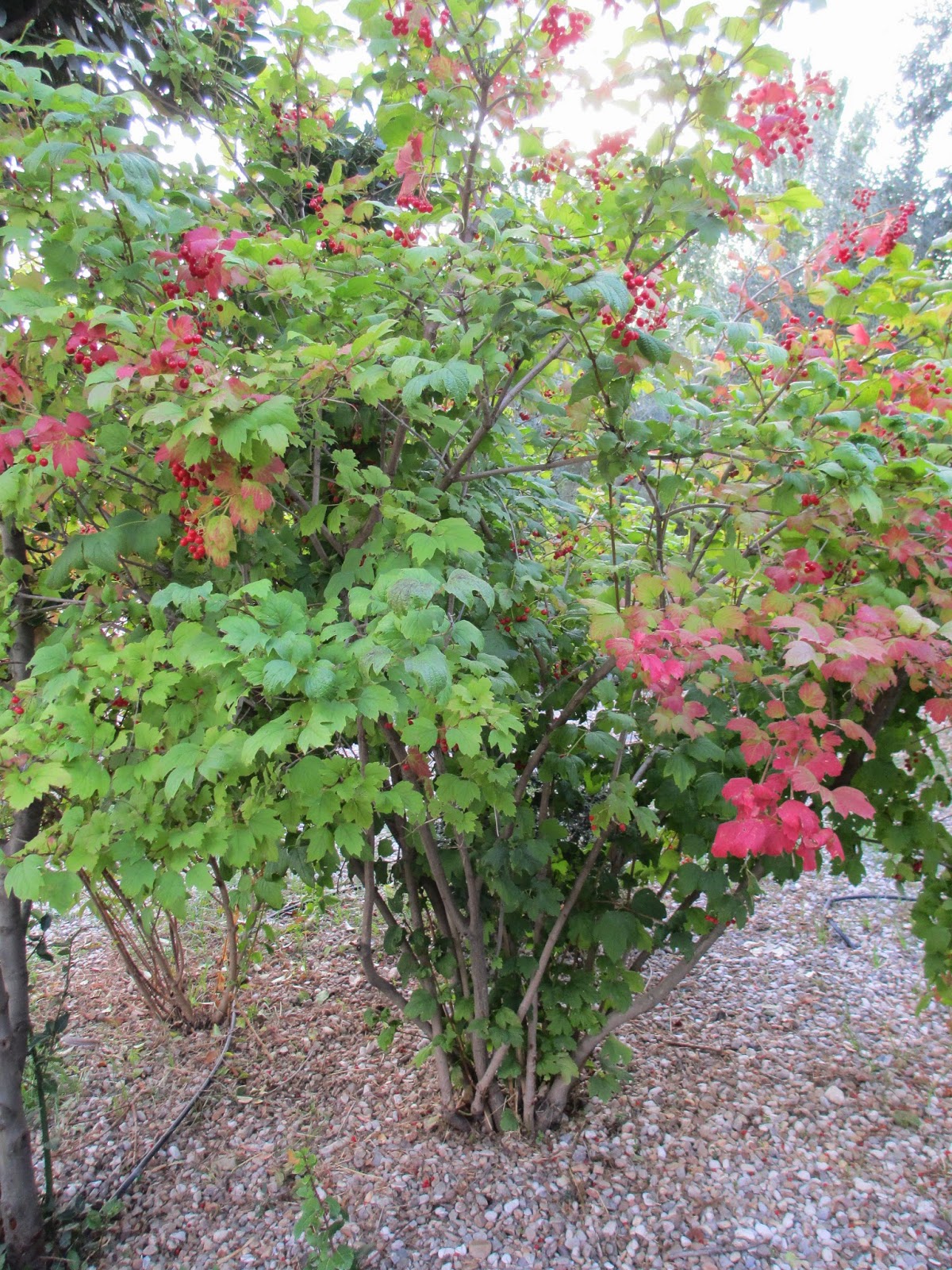 La Mar de VeRde: RIBES RUBRUM O GROSELLA ROJA