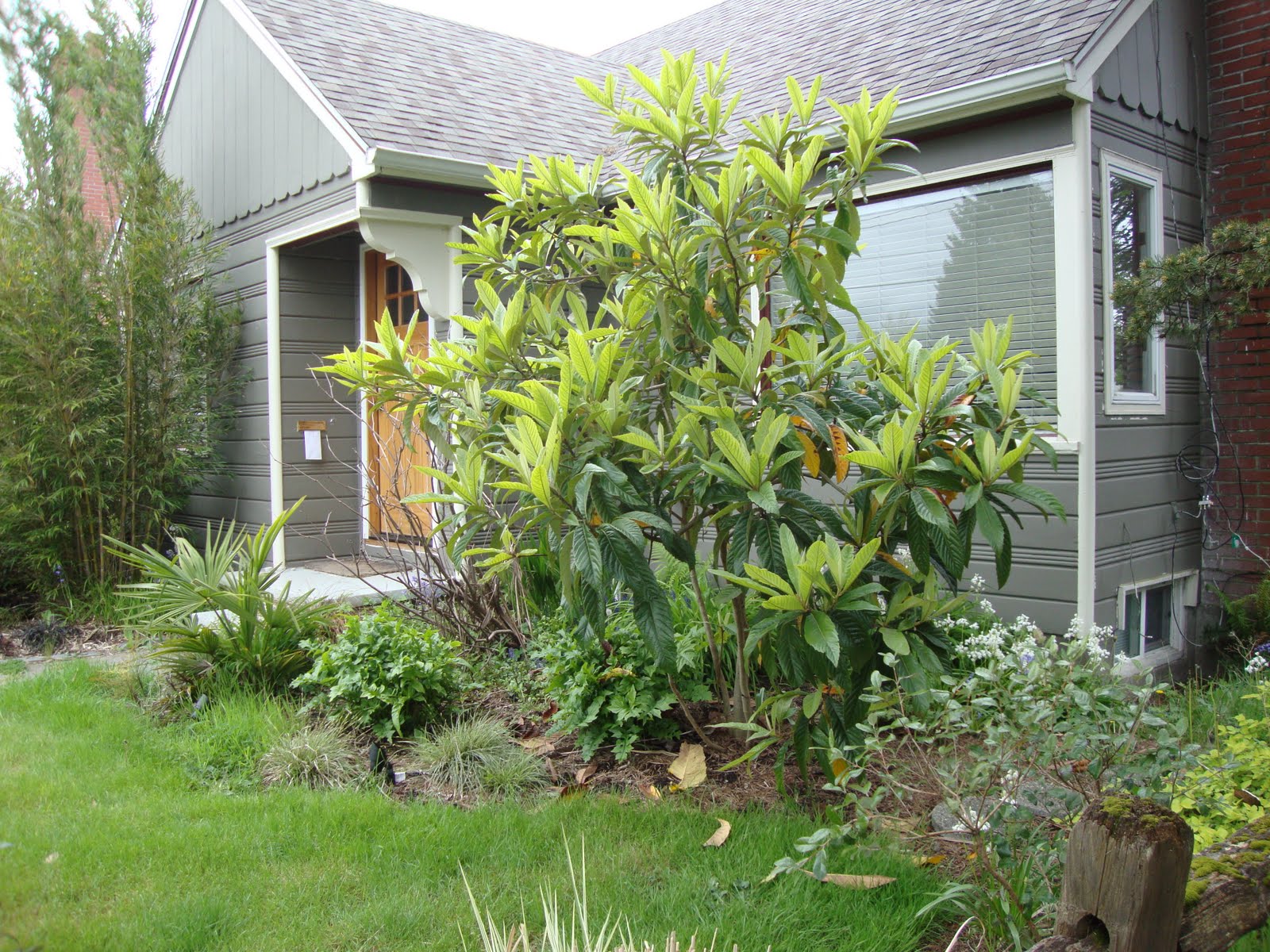 danger garden: Loquat Love