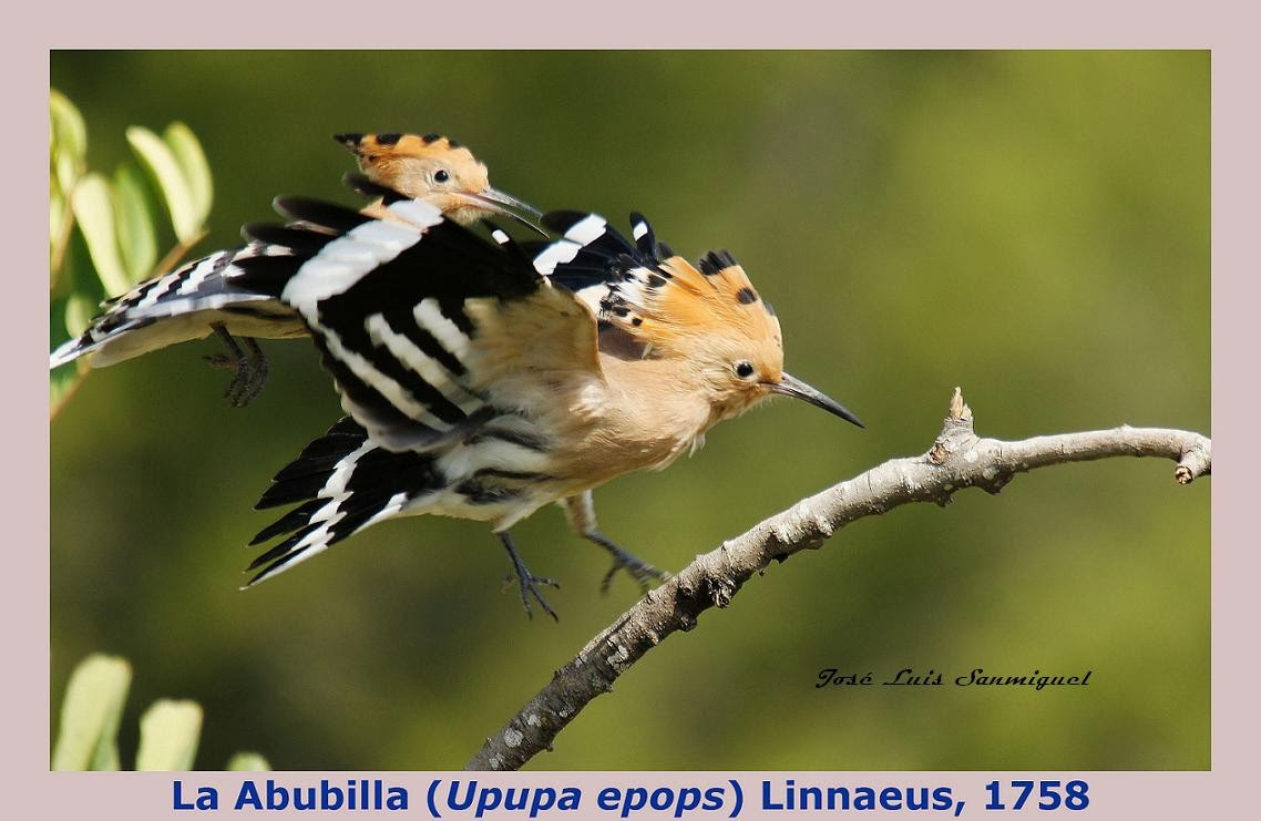 El Gallipato Alcublano: La Abubilla (Upupa epops) Linnaeus, 1758 AVES ...
