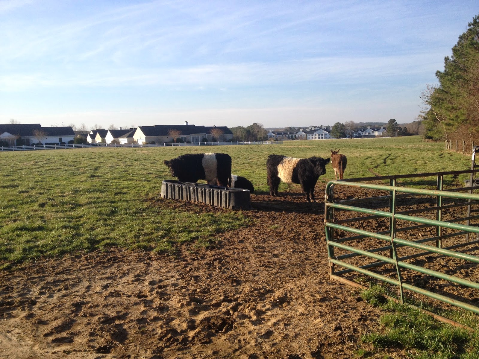 The Piedmont Barn Owl Initiative: Box 25: Fearrington Village