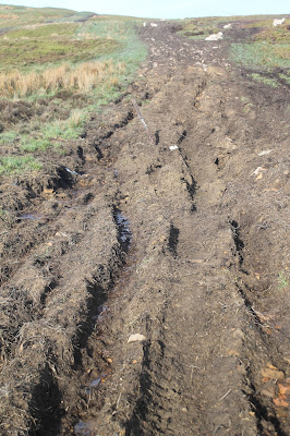 Valley Naturalist: Bogging