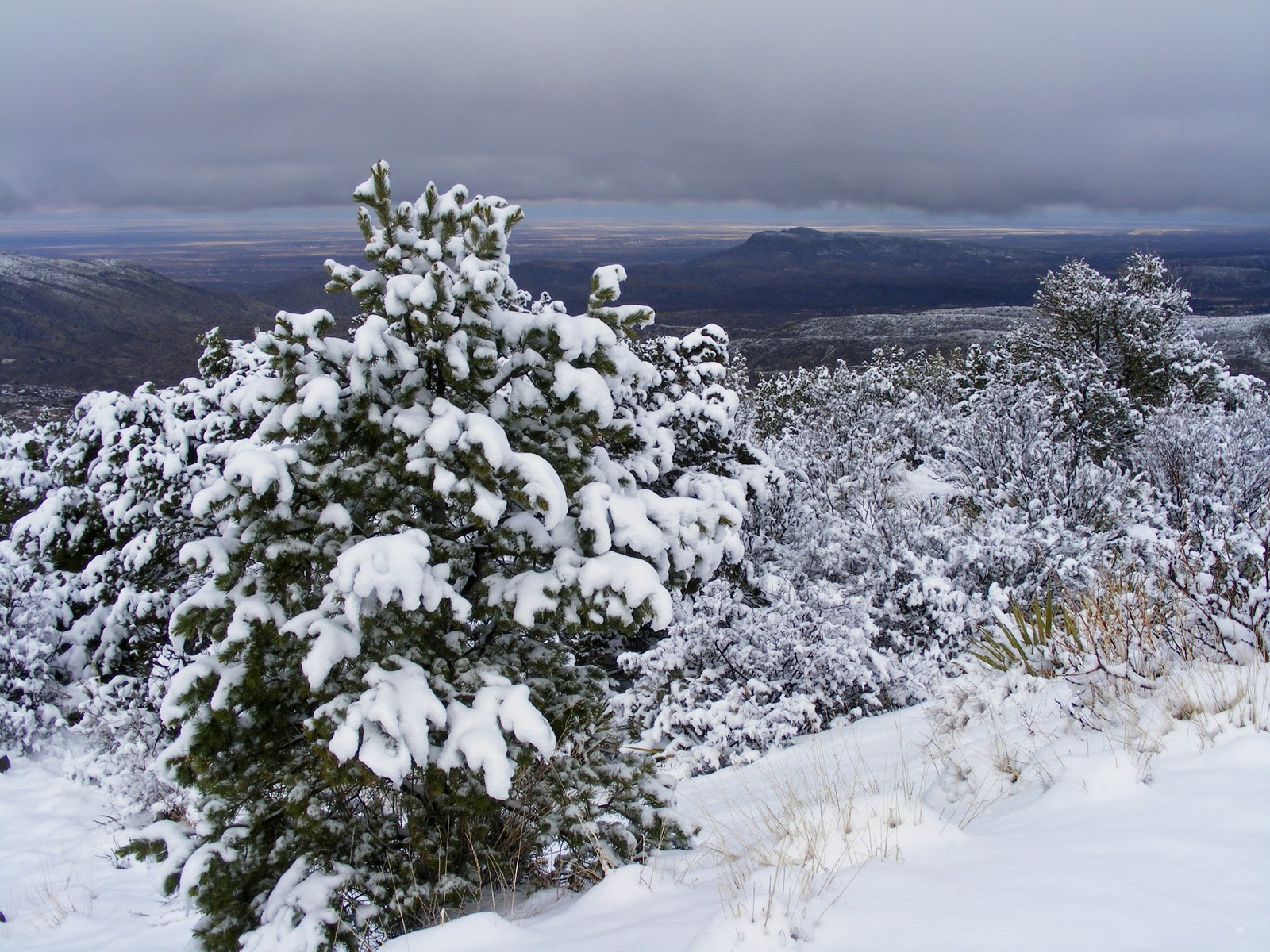 Desert Packrat: High Desert Snow