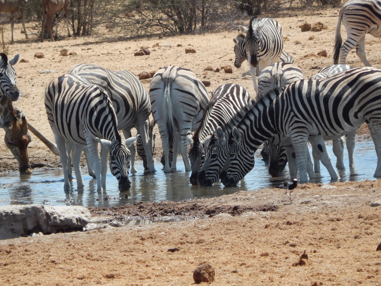 The Daily Suitcase: Lots of Giraffe, Lots of Zebra, and One Lion