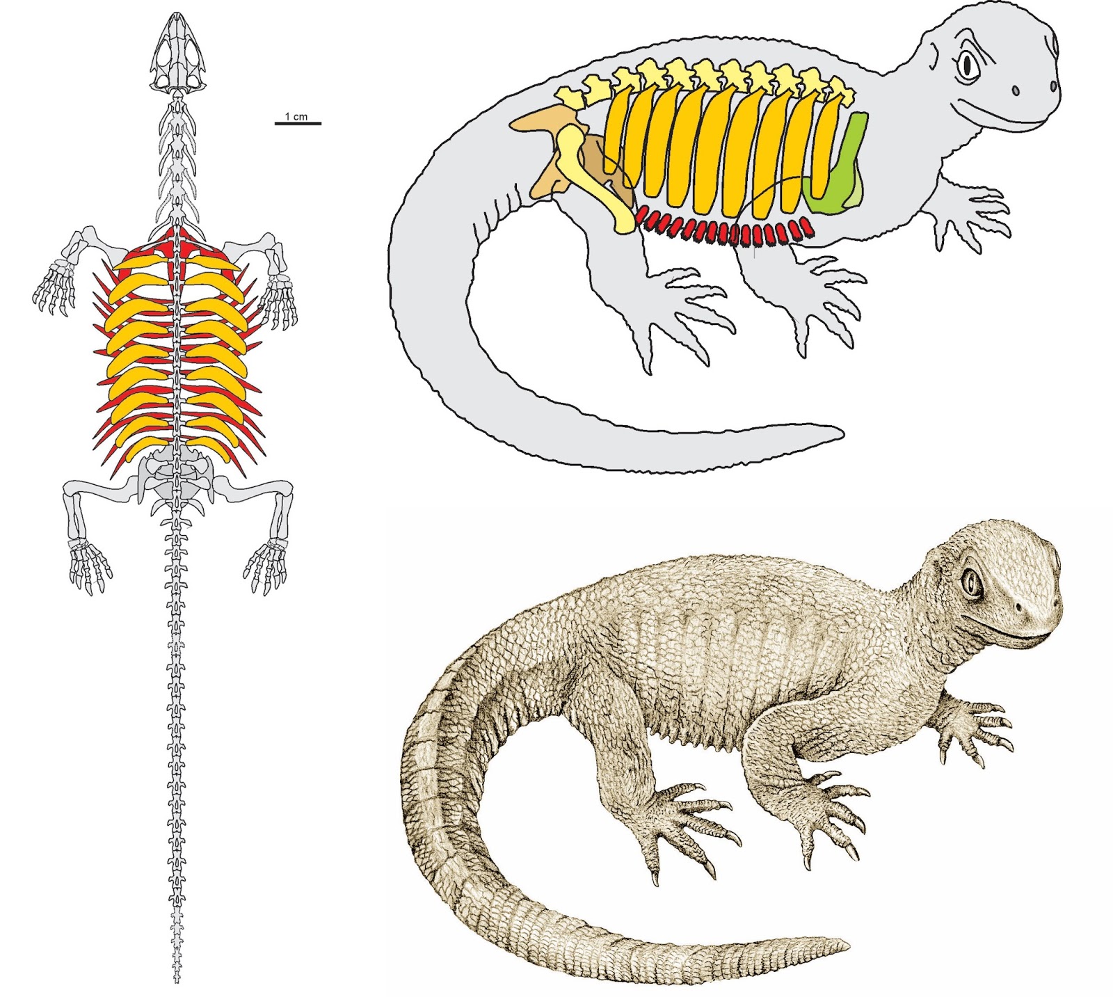 Sciency Thoughts: Pappochelys rosinae: A Proto-Turtle from the Middle ...