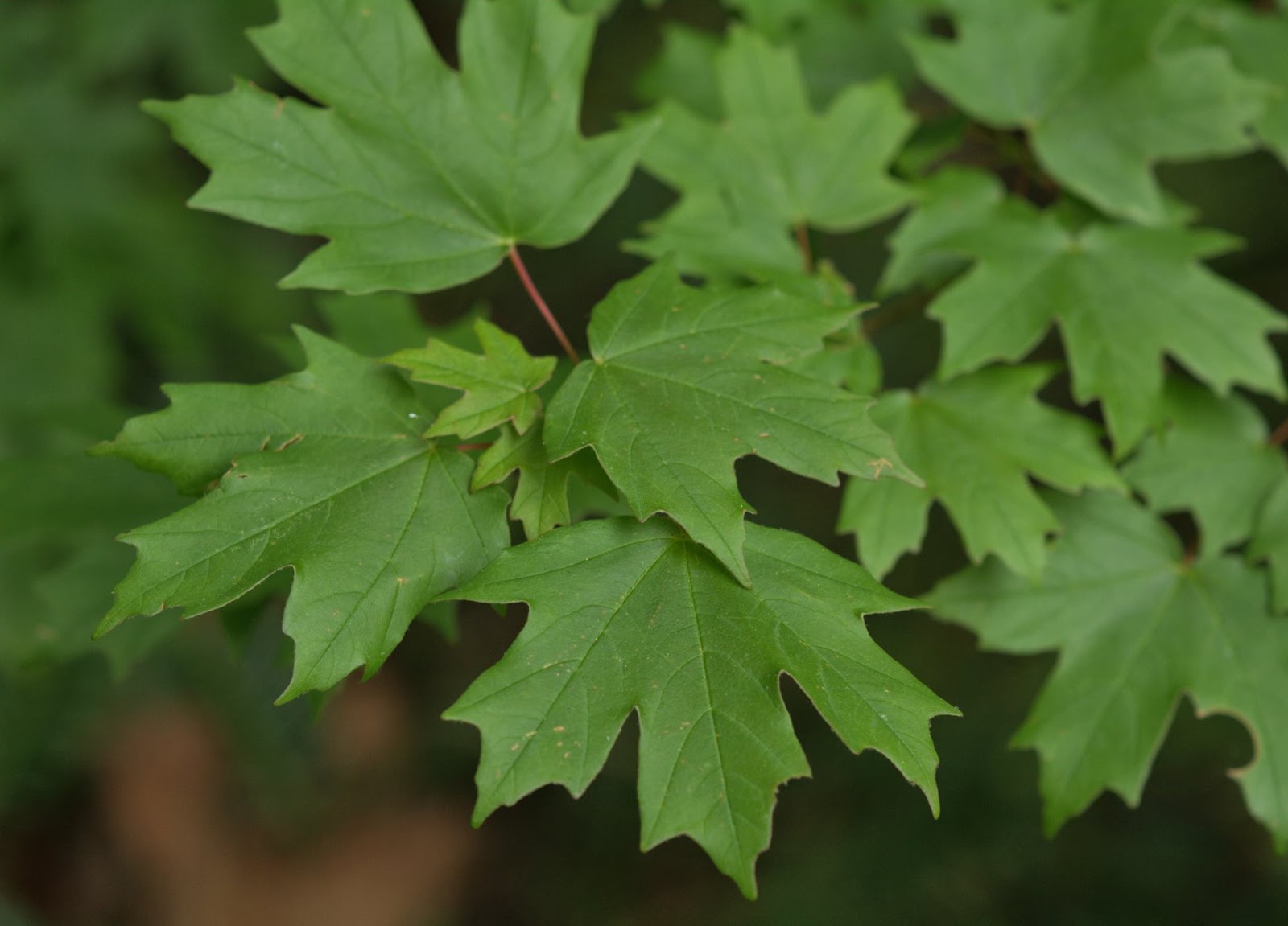 Nature Ramblers: Ramble Report May 4 2017