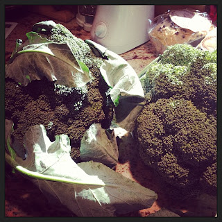 Poop, Pasta, and Pediatrics: Conquering my CSA: Broccoli