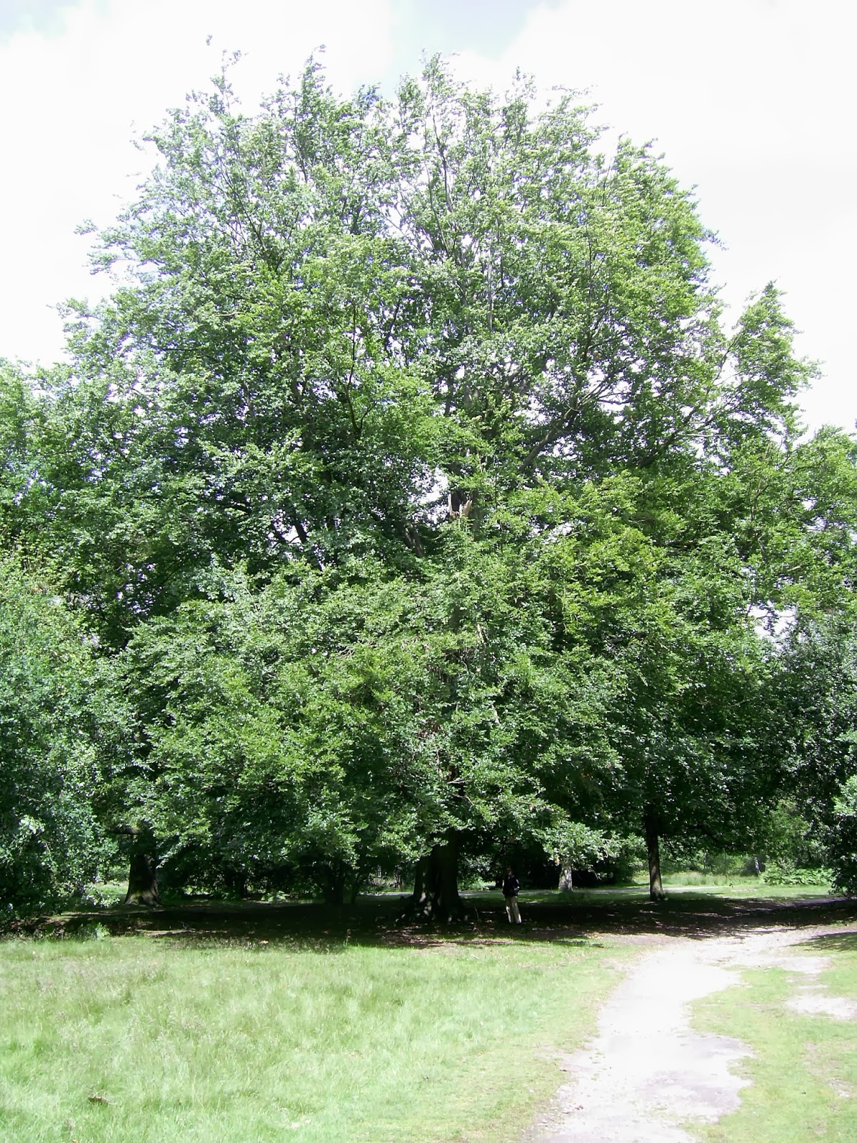 Giant Trees From Around The World