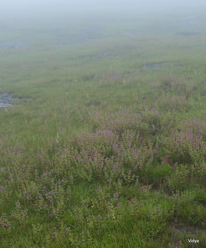 Travel Notes .....: Kas Valley Satara - Valley of flowers