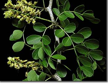 We Know Mohs: Hematoxylin, where does it come from?