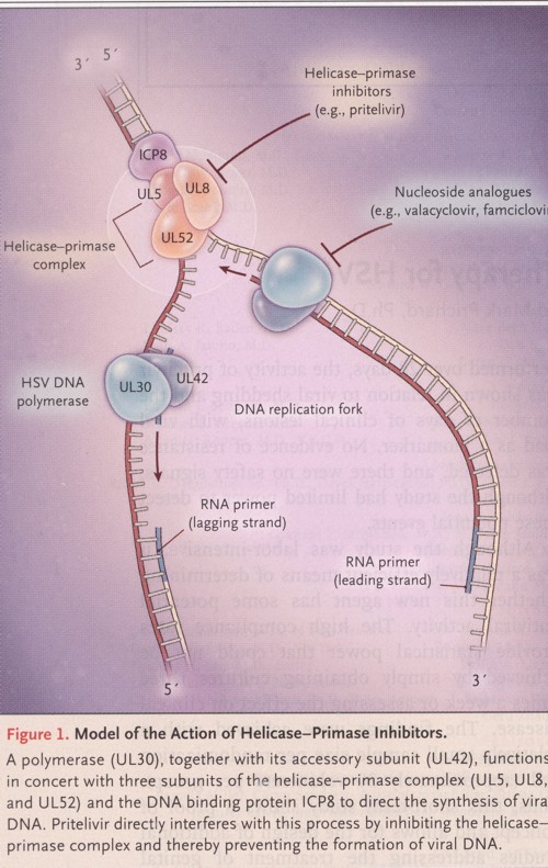 House of Herpesians: ヘリカーゼ プリマーゼ阻害薬（Helicase–Primase Inhibitor）について調べてみました