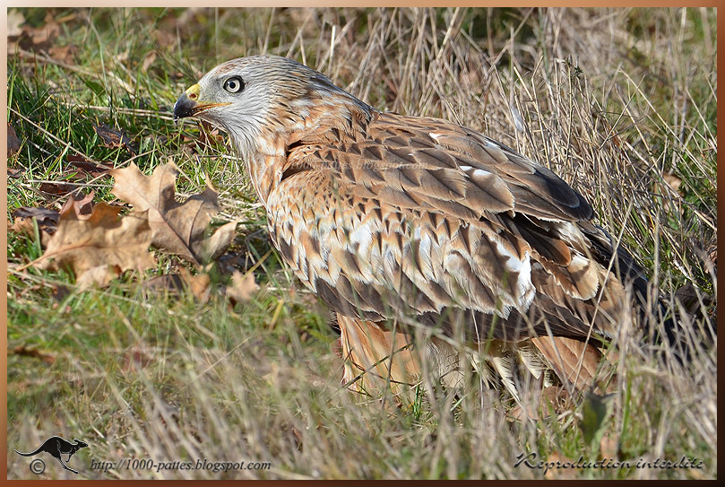 WILDLIFE GATEWAY: Milan royal - Milvus milvus