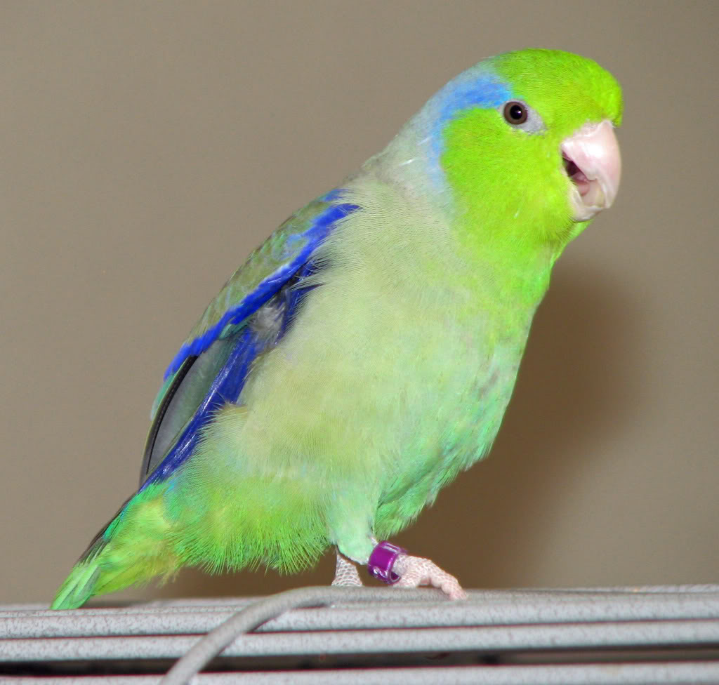 Viento de plumas: Loro (cotorra) celestial o perico esmeralda