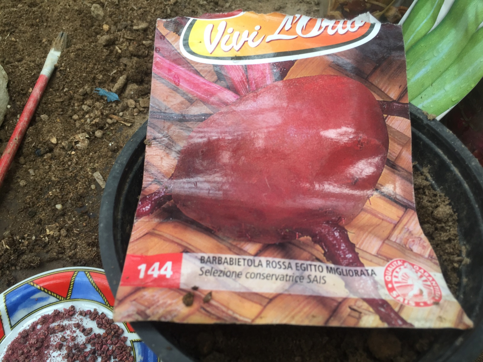 How To Start Beet Indoors