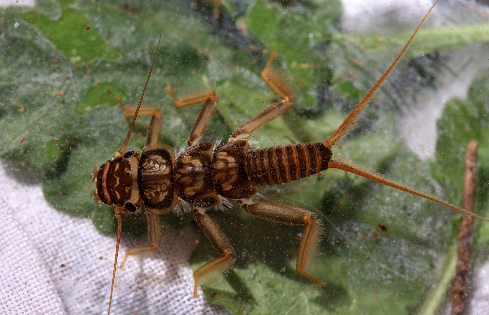 Aquatic Insects of Central Virginia: The common stoneflies (Perlidae ...
