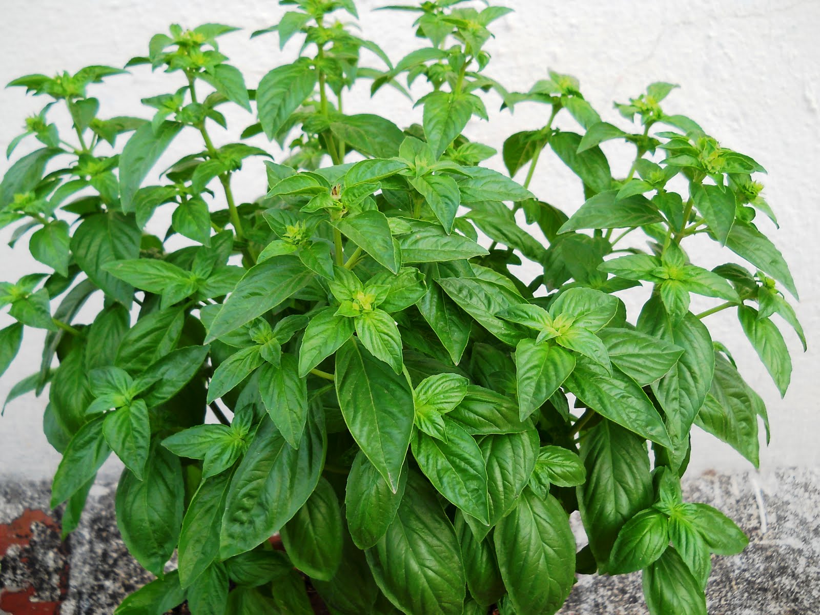 Red Ripe Tomatoes: Beloved Basil