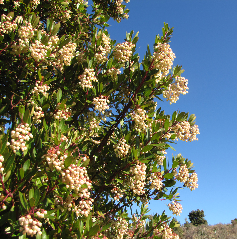 Entre Jaras y Pedreras: FLOR DE MADROÑO – FLOR DE INVIERNO - MIEL AMARGA