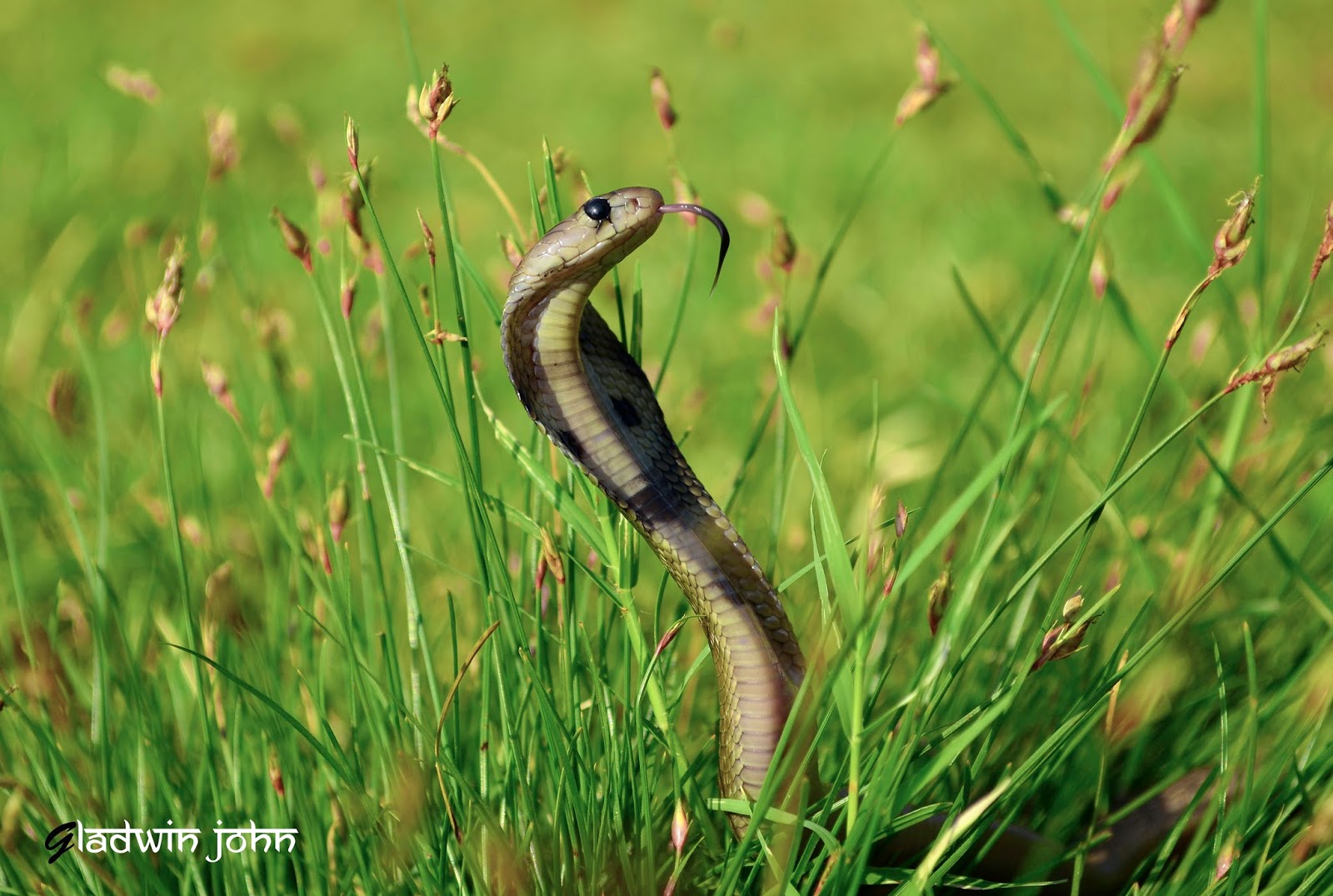 Biodiversity of Bharathidasan University: Big four snakes of India can ...