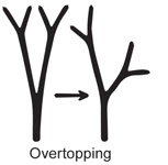 Biology|botany: Telome Theory