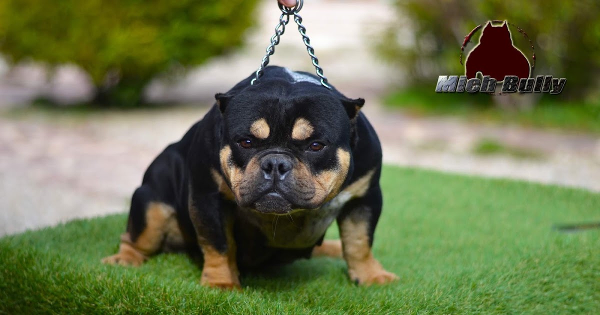 Cria y Seleccion del American Bully: Hembras