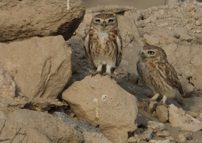 Worldbirder: Lilith Owl in the UAE