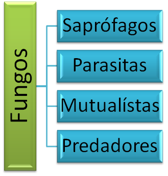 Só Os Loucos Sapiens: Reino Fungi