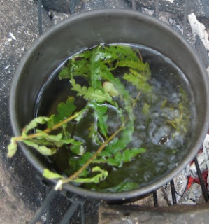 From the Briars: Sweet Fern Uses