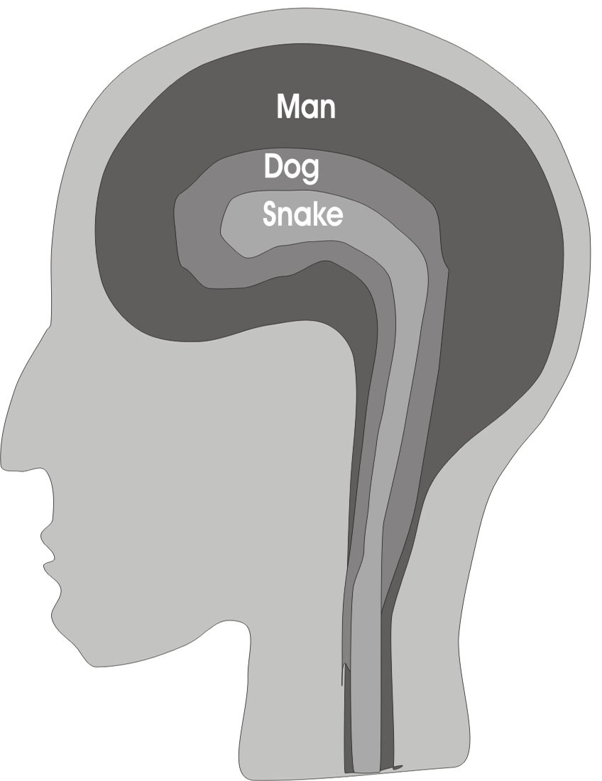 Dancing With Lymphoma: snake-dog-man-human