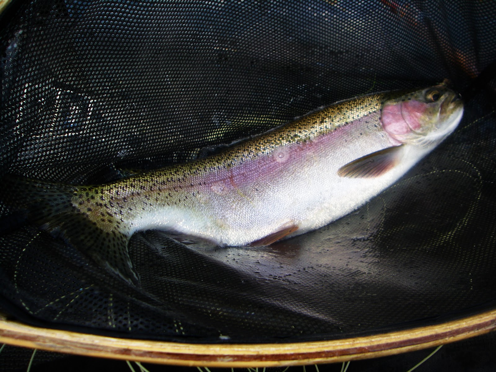 Home Waters: A Fly Fishing Life: Chopaka Lake Report: So Long, September