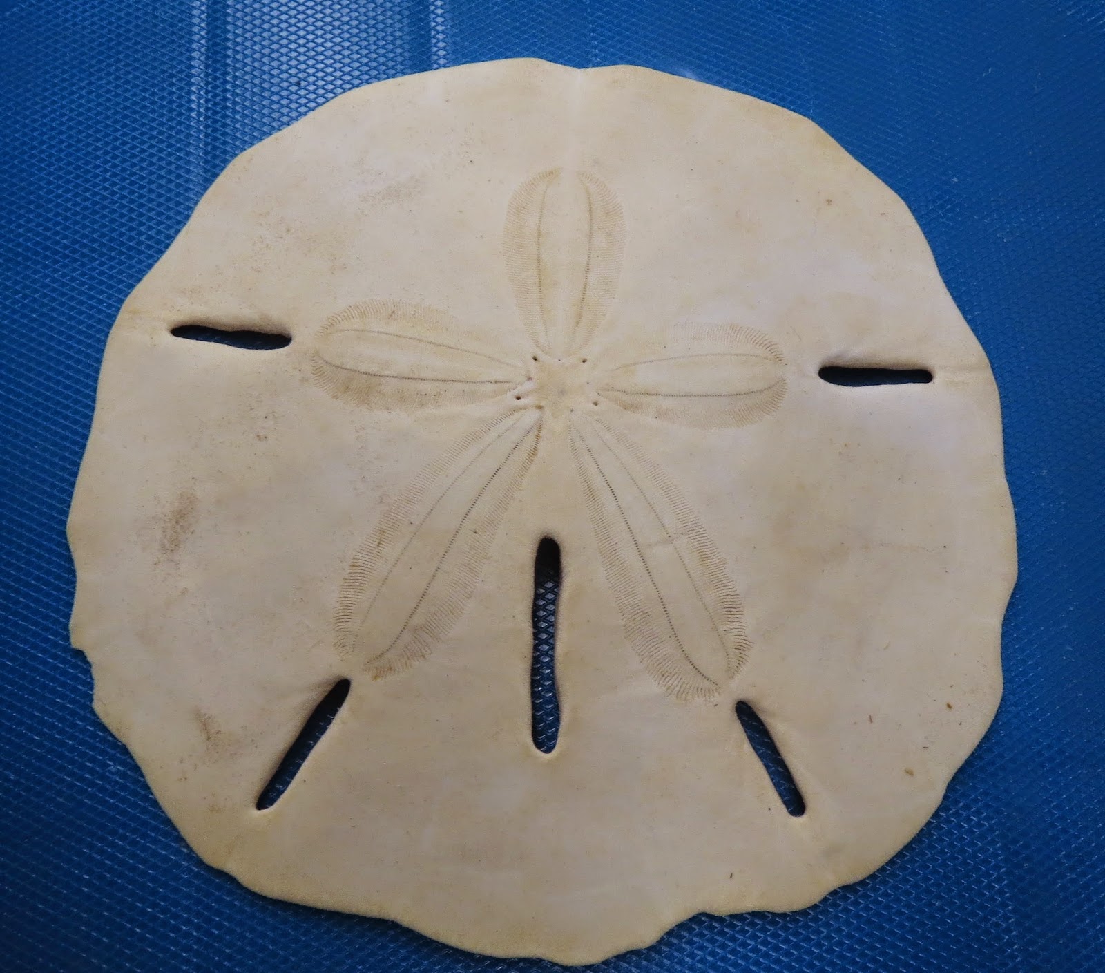 The Echinoblog: WHY FIVE? Mysteries in Symmetry!