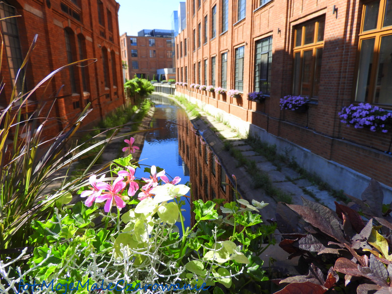 Megadarra przysmak z Bahrajnu - Moje Małe Czarowanie - Dorota Owczarek ...