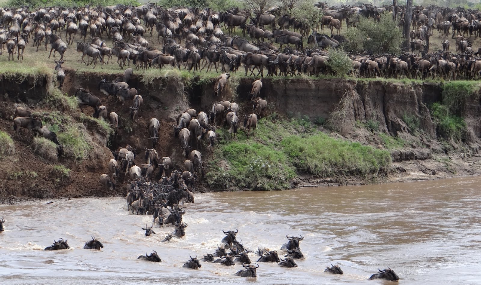 Msafara Wa Nyumbu Serengeti WATALII WAFURIKA SERENGETI KUSHUHUDIA ...
