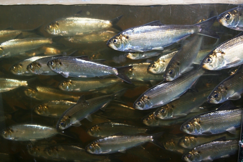 Penobscot Bay Blog: Alewife Liberation! Maine legislature passes bill ...