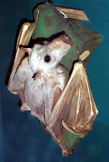 ShukerNature: THE AHOOL AND THE OLITIAU – GIANT MYSTERY BATS ON THE WING?