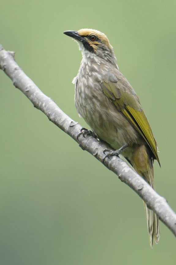 Birds in Thailand: Straw headed Bulbul