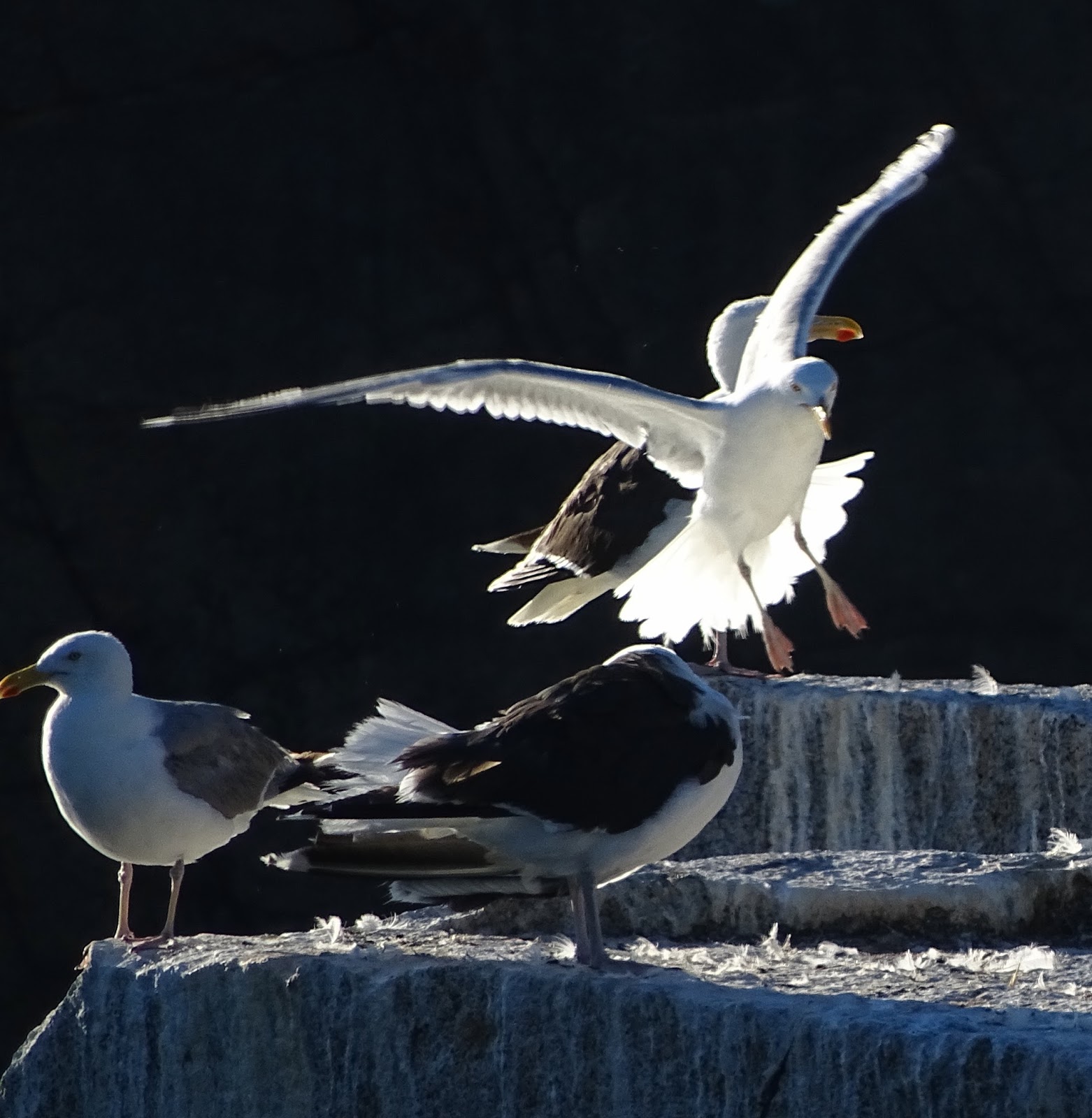 Notes from Halibut Point: Birds of the Quarry, 5 - The Gulls