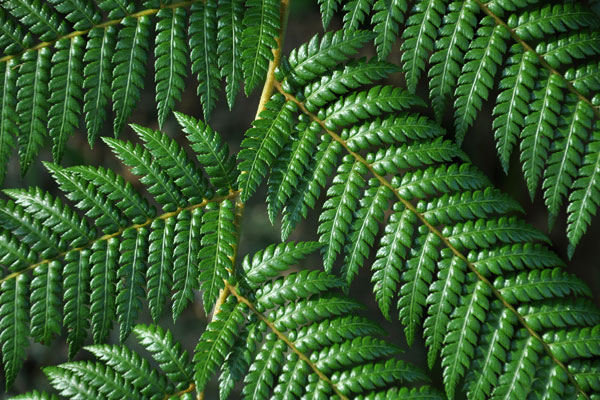 Paprat - kako ih uzgojiti na najbolji način?