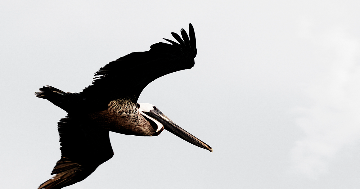 Foto Dengan Menggunakan Shutter Speed Tinggi | JURNAL FOTOGRAFI