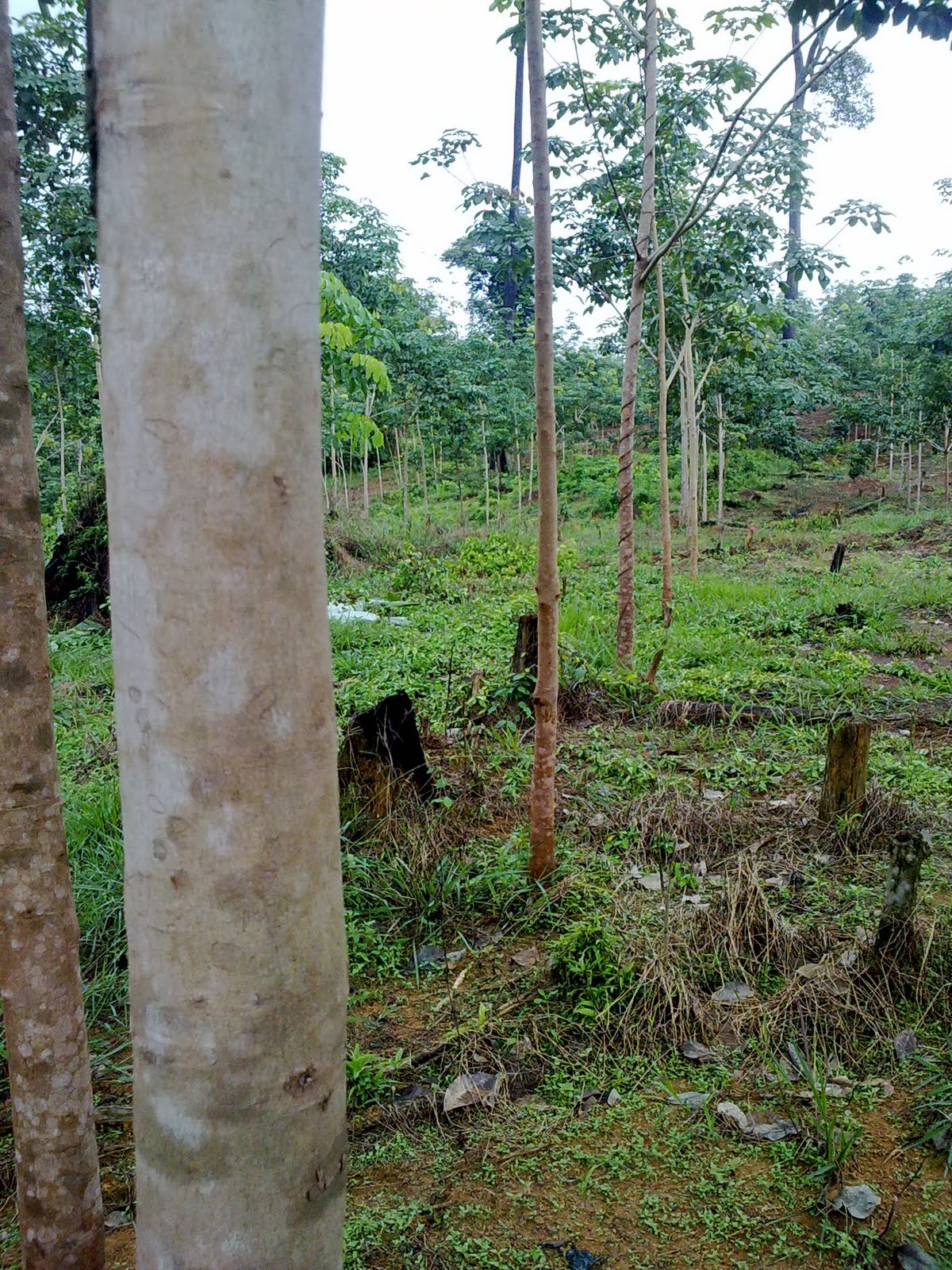 Lekir Agro: Projek 1 Tanaman Getah
