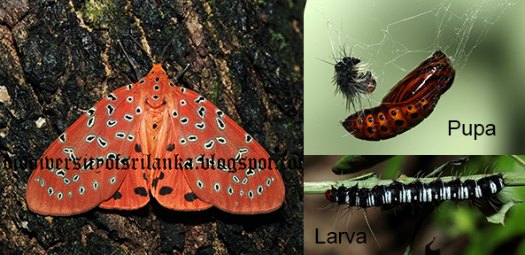Biodiversity of Sri Lanka: Mangina argus