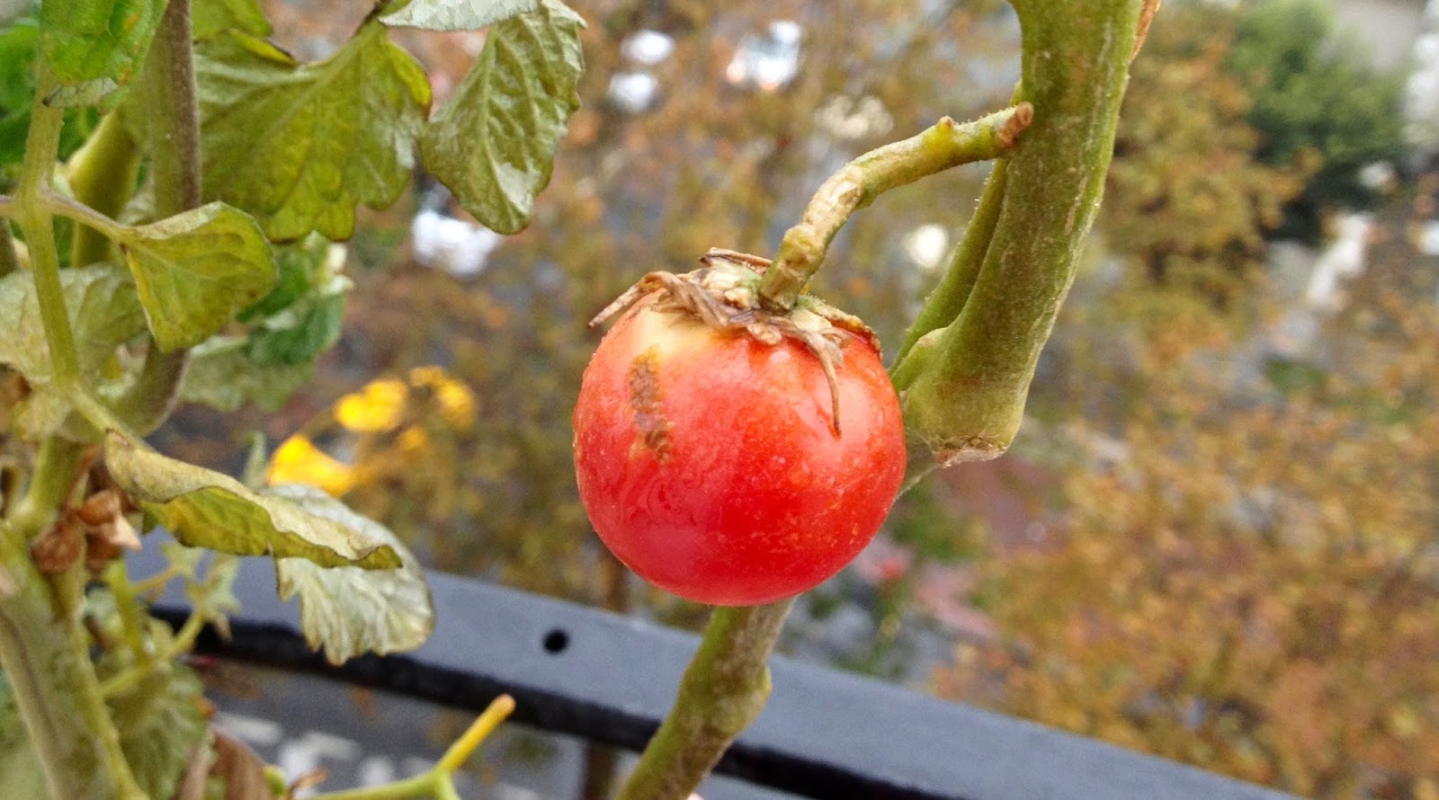 PEMBE DOMATES AĞI - MERKEZ: "EVDE PEMBE DOMATES SERUVENI"
