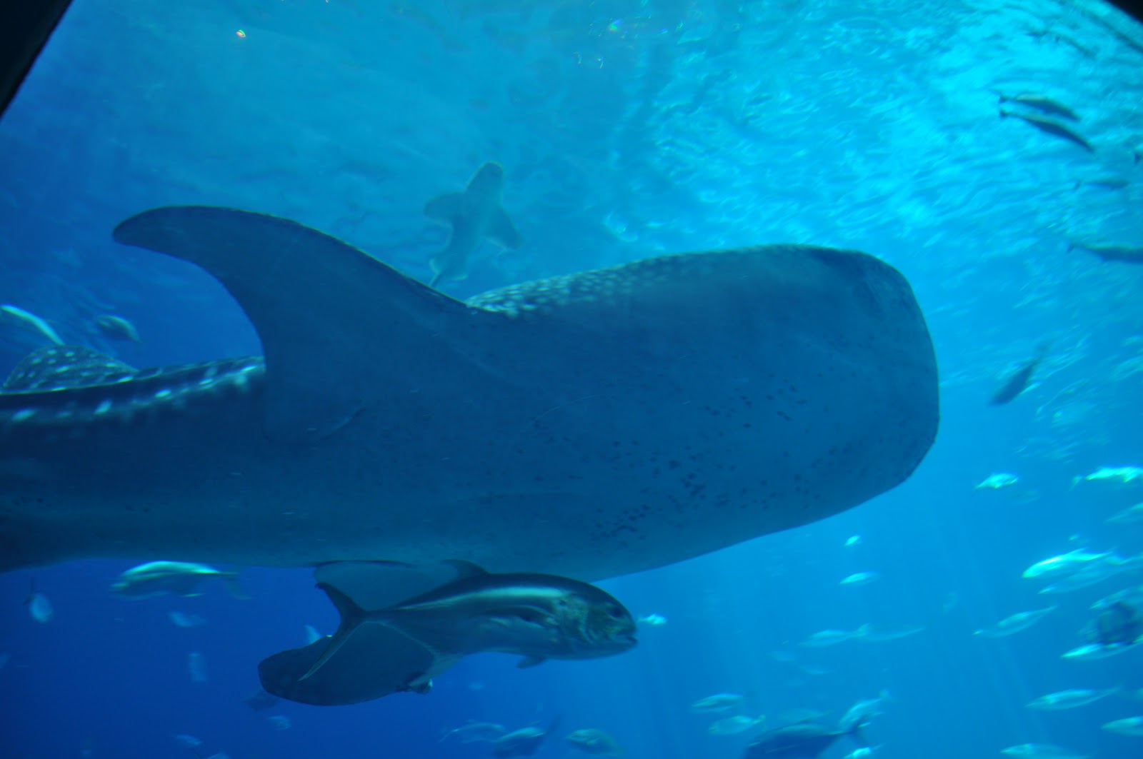 Chase and Cammi Bevans