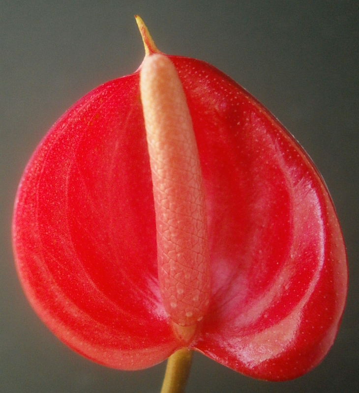 Plants are the Strangest People: Anthuriums 0000-0500