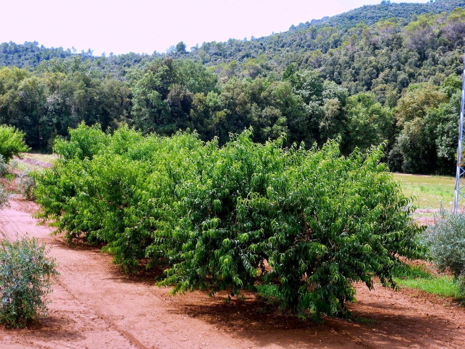 Árboles con alma: Melocotonero. Presseguer. (Prunus persica)