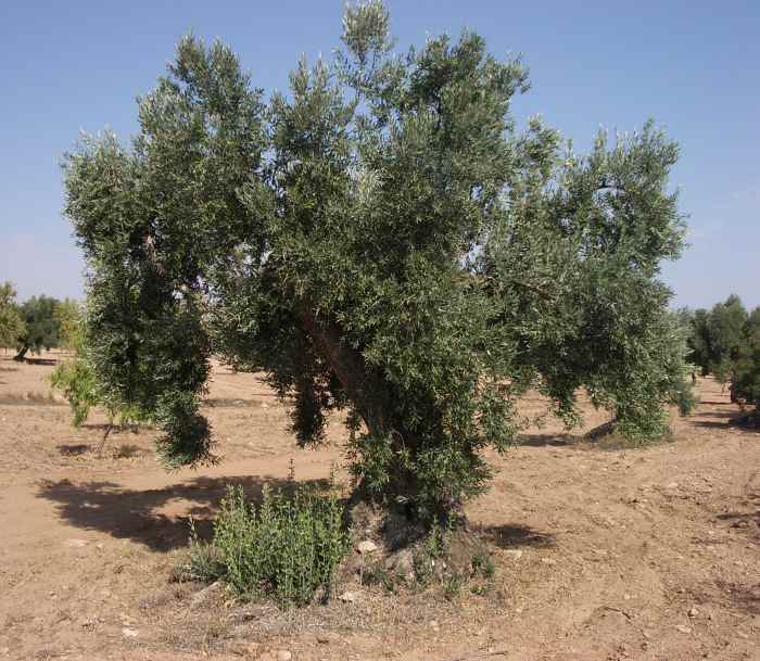 Valdealgorfa 41.00: La olivera