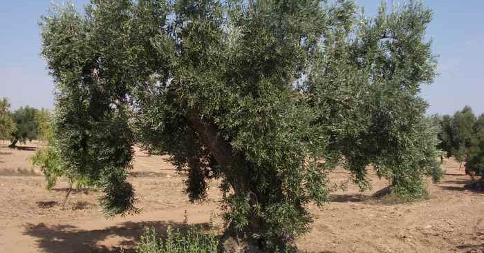 Valdealgorfa 41.00: La olivera