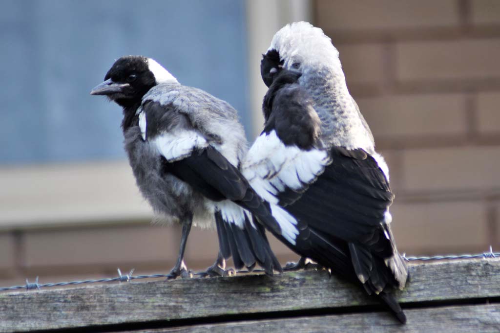 It's Baby Magpie Season