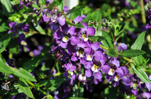 Gatsbys Gardens: Feb 13, 2011